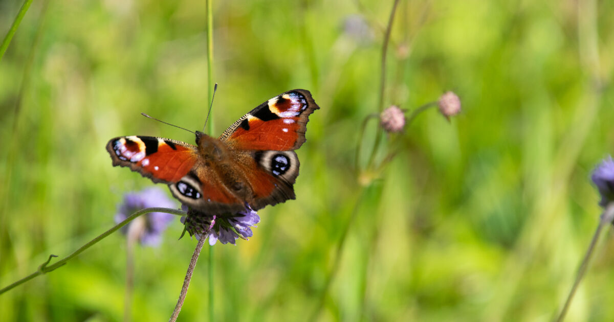 How to make a butterfly feeder | National Trust for Scotland