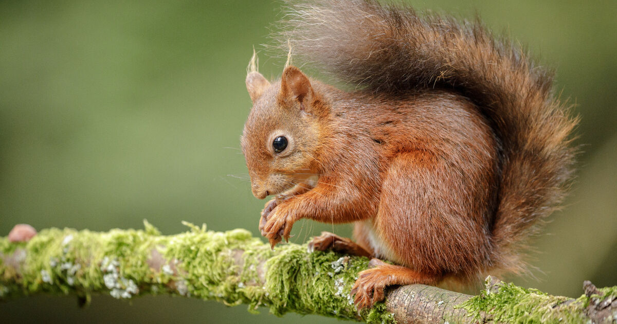 Wildlife spotter’s guide: Balmacara… | National Trust for Scotland