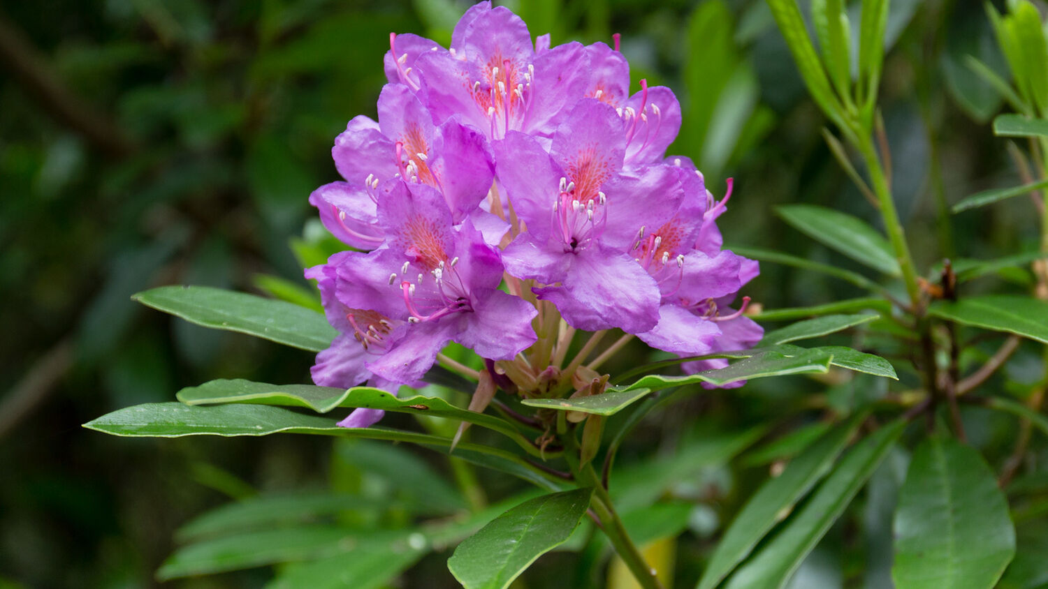 Tackling invasives | National Trust for Scotland