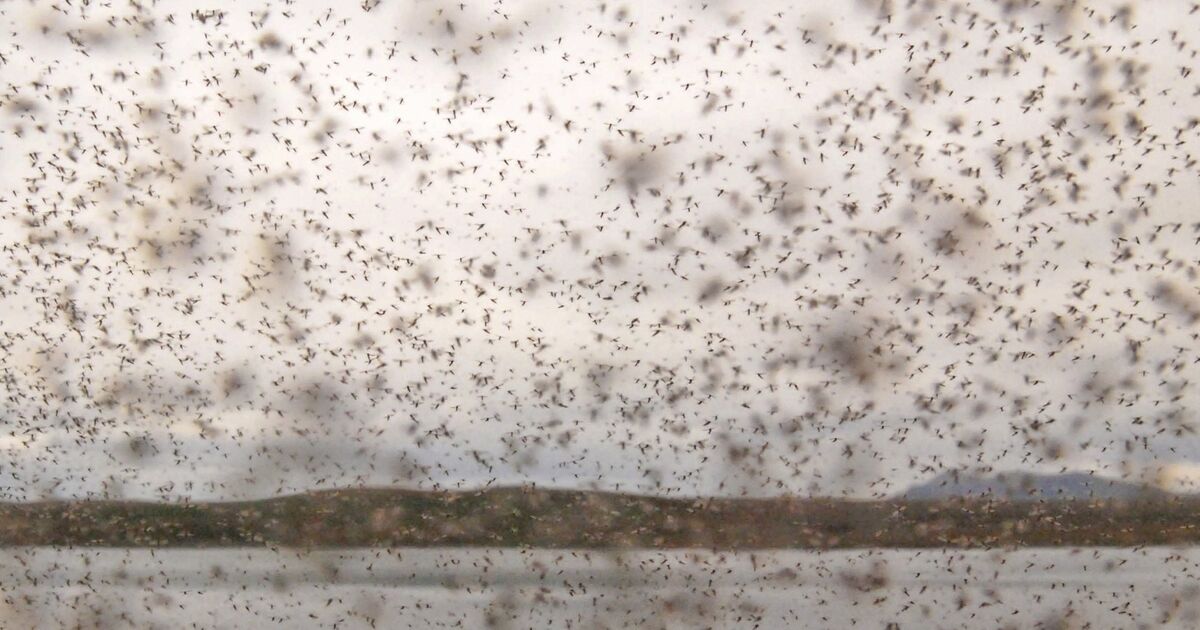 ‘I’m hoping for sun … and midges!’ | National Trust for Scotland