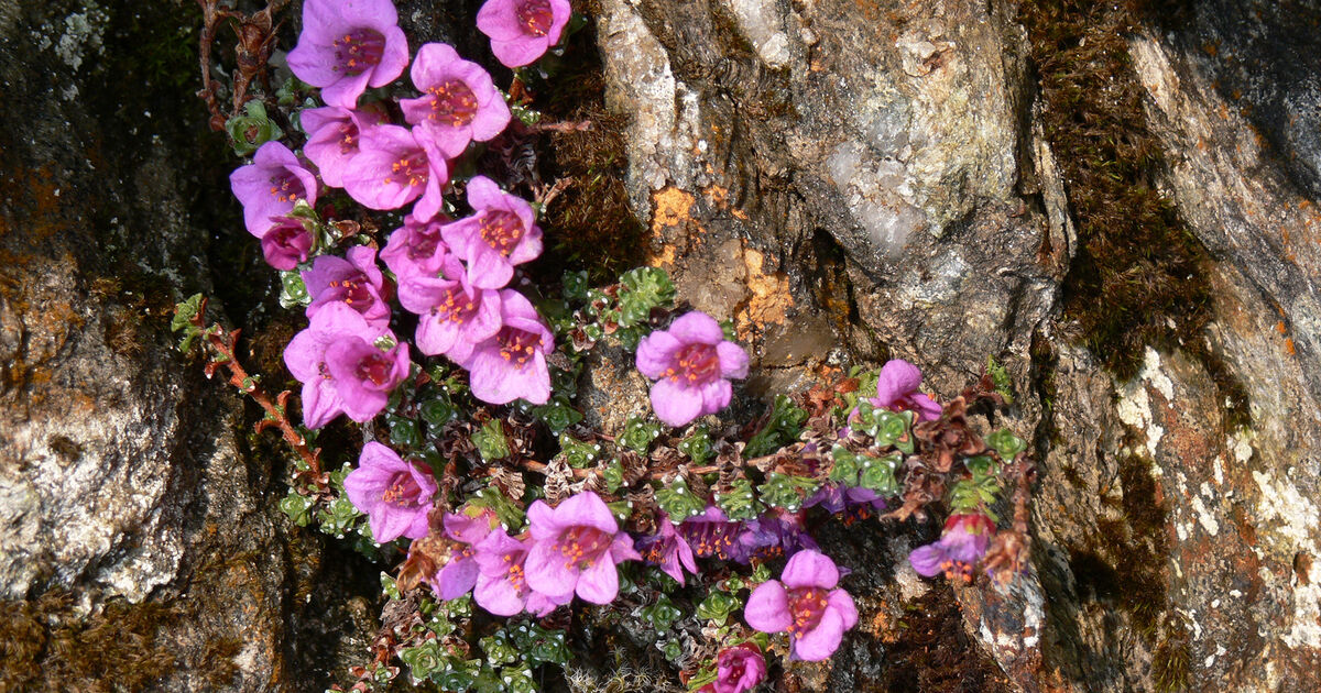 Arctic-alpine flora | National Trust for Scotland