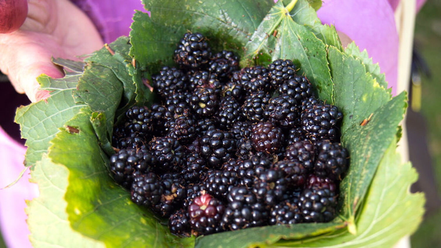 Woodland rambling and brambling in… | National Trust for Scotland