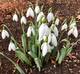 Snowdrop festival | National Trust for Scotland