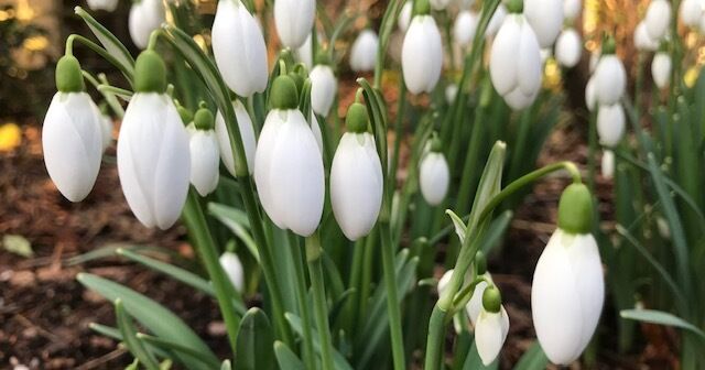 Snowdrop festival | National Trust for Scotland