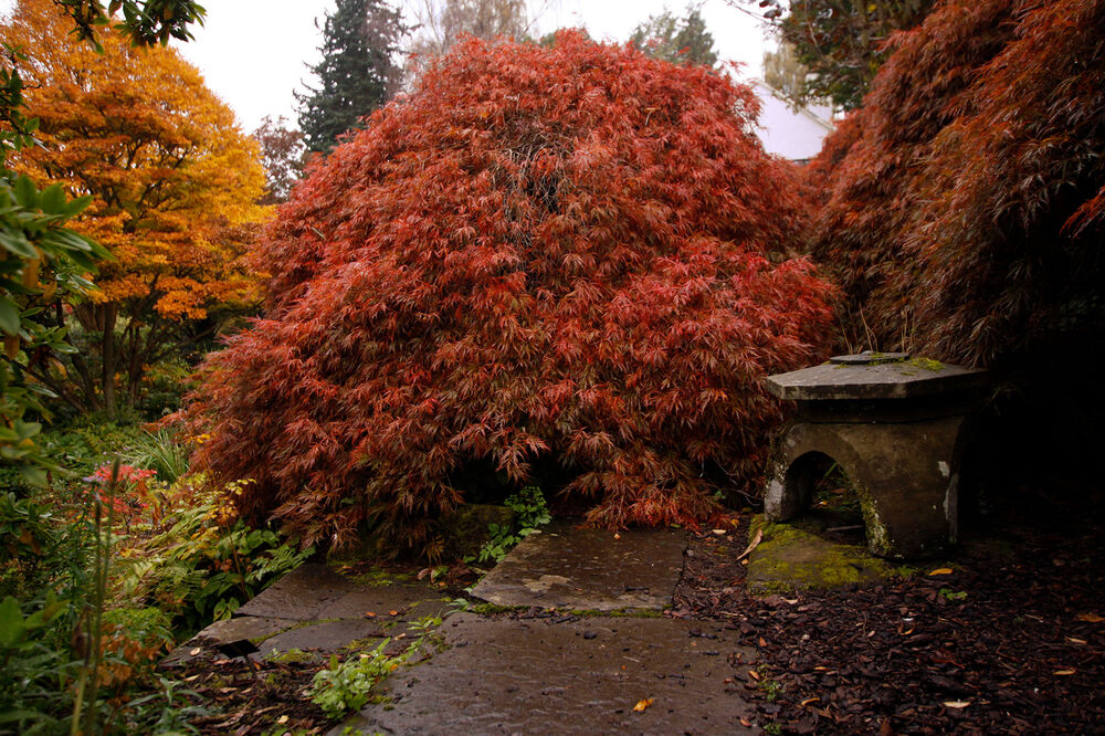 Talking up trees | National Trust for Scotland