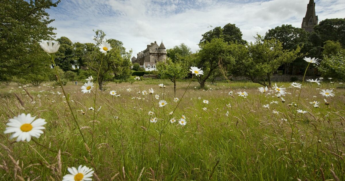 Orchard and wildflower meadow | National Trust for Scotland