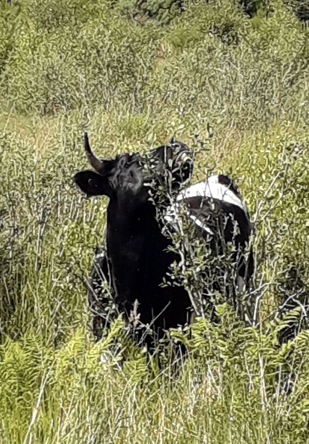 Meet the Culloden cows | National Trust for Scotland
