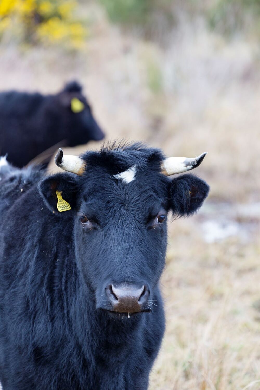Meet the Culloden cows | National Trust for Scotland