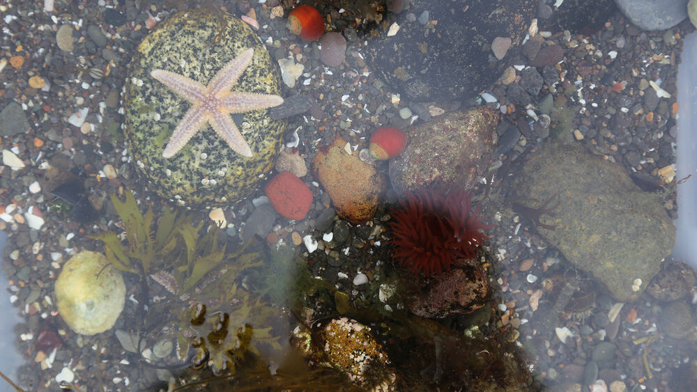 Super Scottish beaches | National Trust for Scotland