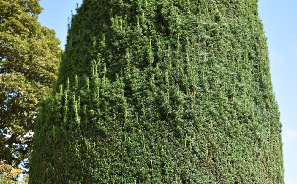 Crathes Garden blog #5: it’s all in the… | National Trust for Scotland