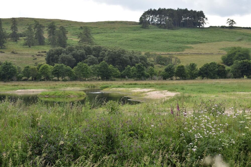Crathes Garden blog #22: 1066 and all… | National Trust for Scotland
