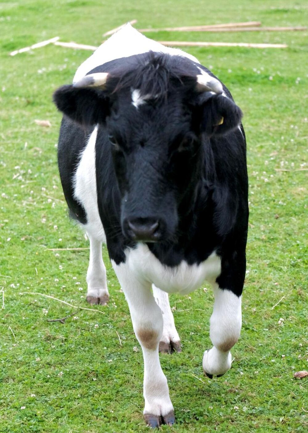 Conservation grazing in action at… | National Trust for Scotland