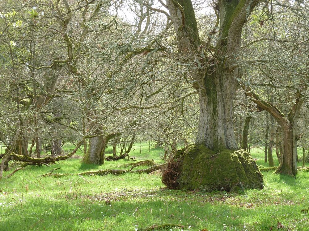 My favourite Trust trees | National Trust for Scotland