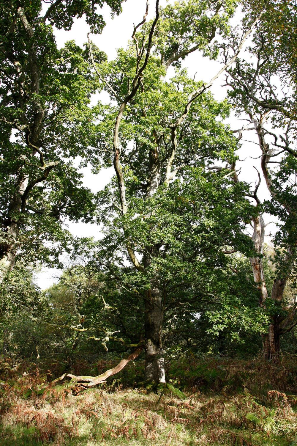 Fantastic five at Drum | National Trust for Scotland