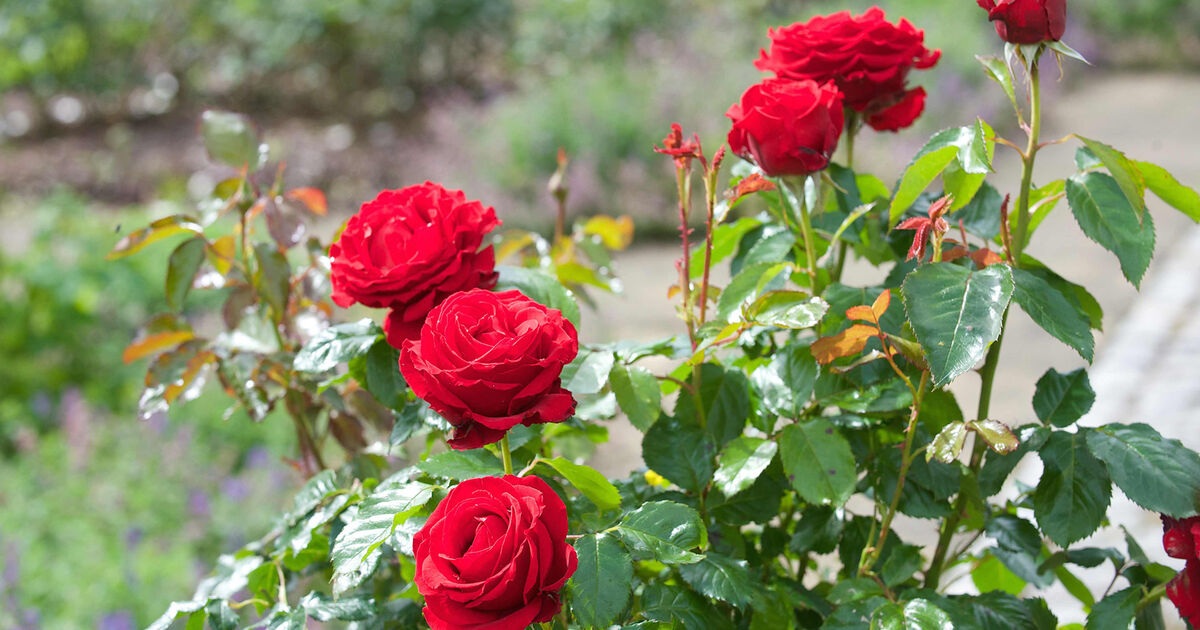 Garden of Historic Roses | National Trust for Scotland