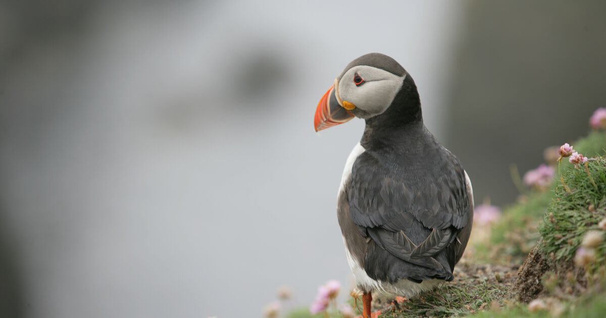 Wild Scotland | National Trust for Scotland