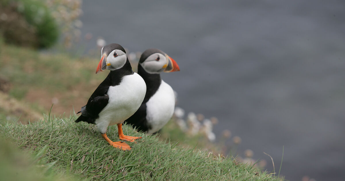 Save our seabirds | National Trust for Scotland