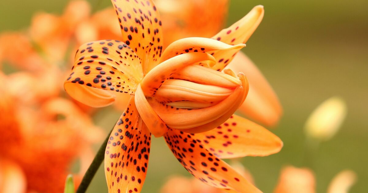 Plant Journeys blog post #7 – Lily: a… | National Trust for Scotland