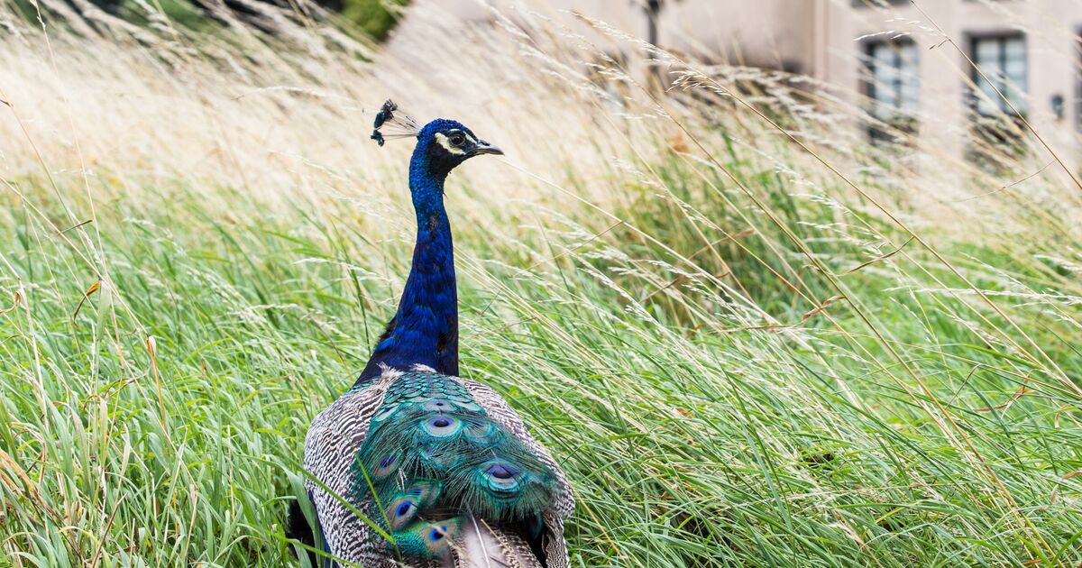 Peafowl | National Trust for Scotland