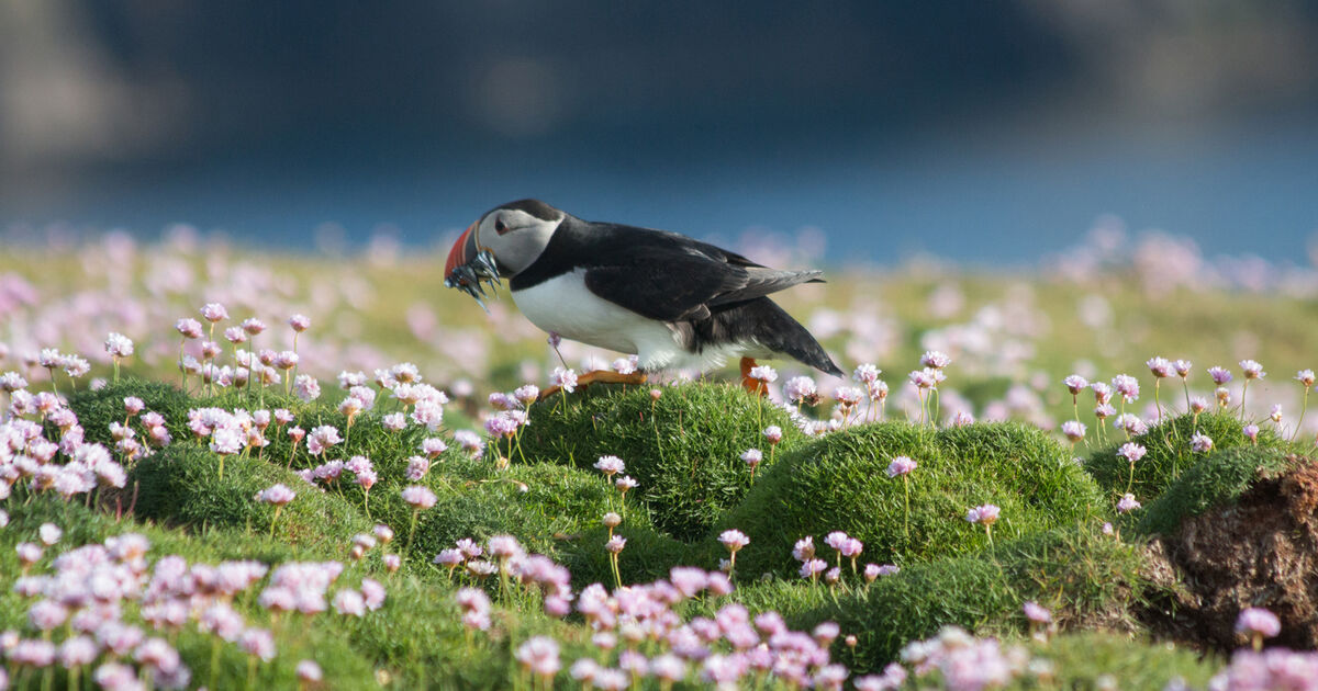 Fair Isle | National Trust for Scotland