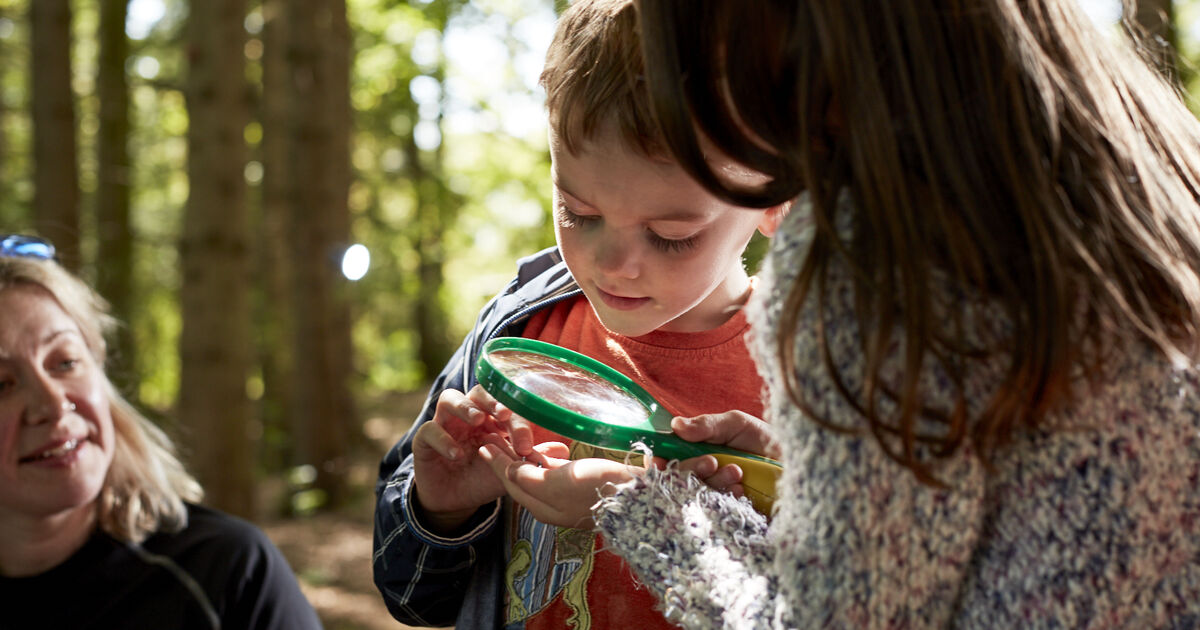 Spotter's guide for families: Insects | National Trust for Scotland