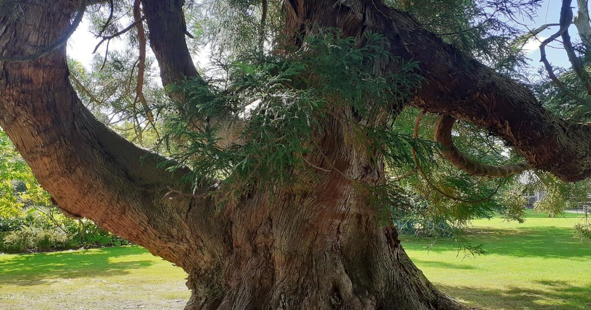 The PLANTS project: champion trees in… | National Trust for Scotland