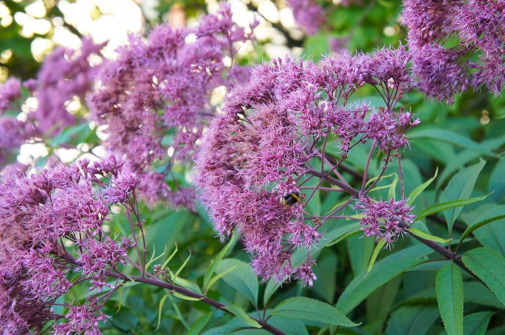 Inverewe House herbaceous border… | National Trust for Scotland