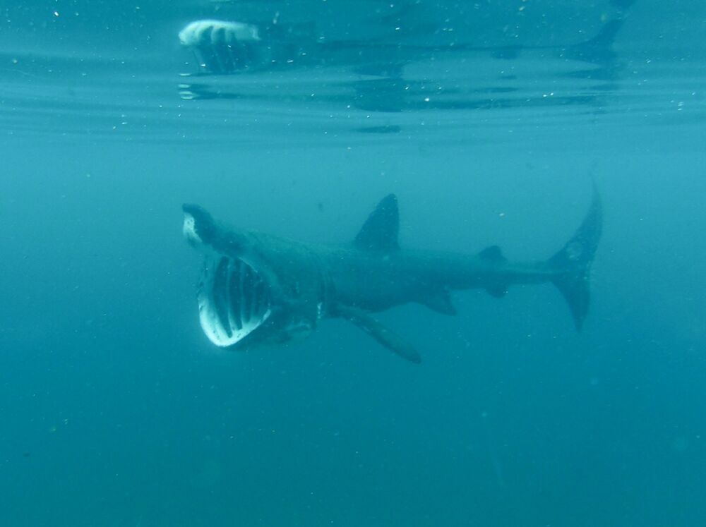 Autumn wildlife | National Trust for Scotland