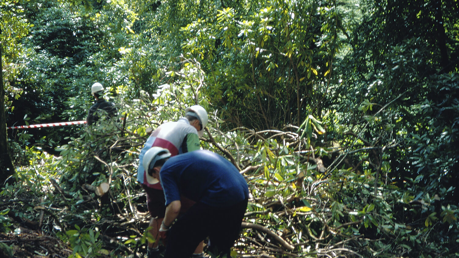 Getting rid of rhodies | National Trust for Scotland