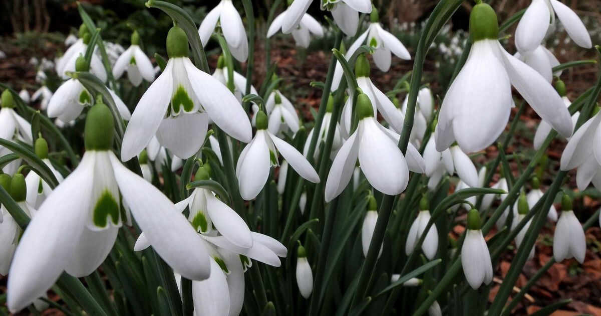 Scottish Snowdrop Festival | National Trust for Scotland