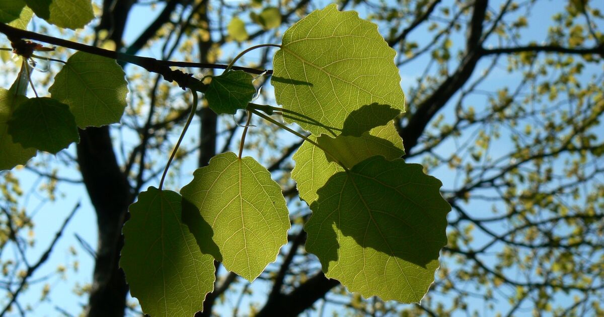 Trembling in the breeze – aspen… | National Trust for Scotland