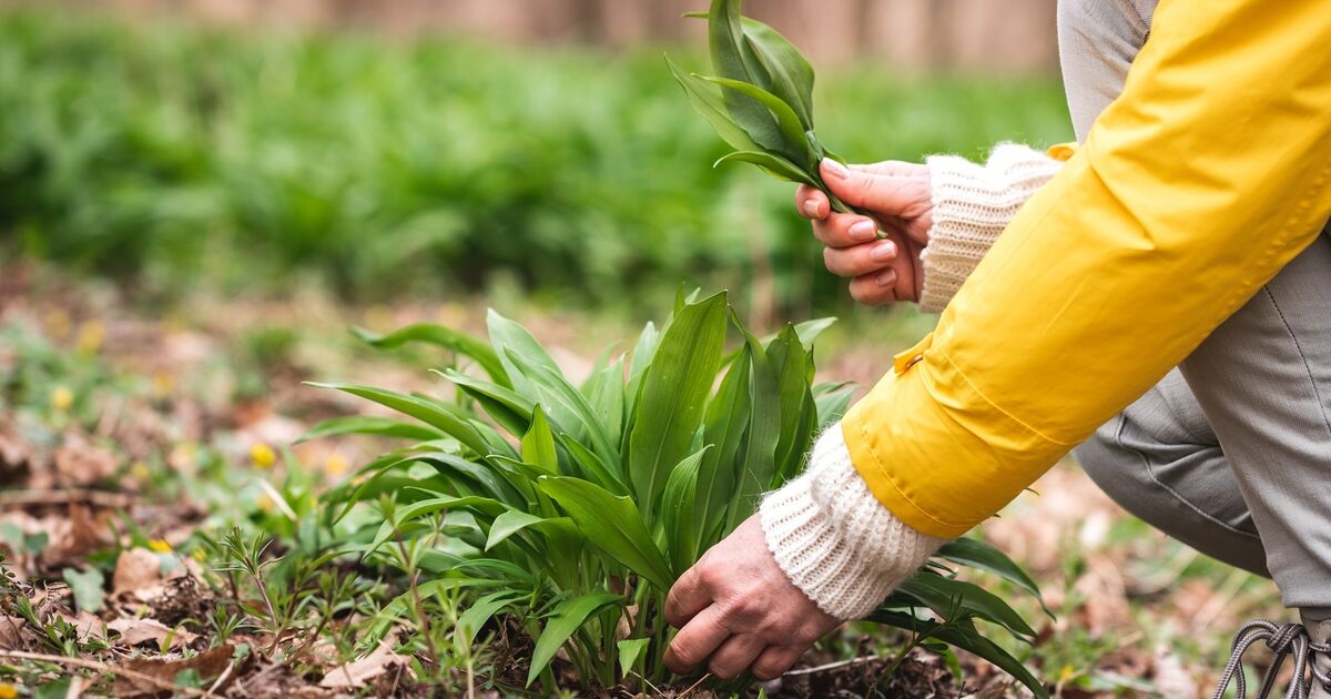 Spring is wild garlic season! | National Trust for Scotland