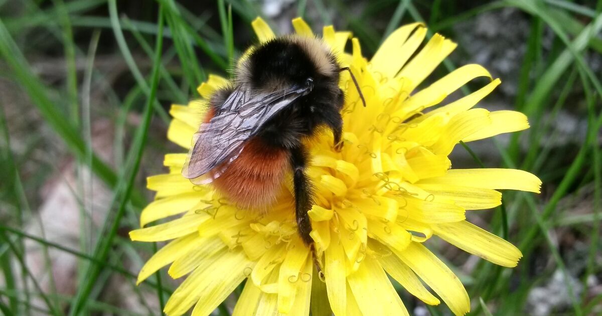 Bees and Ben Lawers | National Trust for Scotland