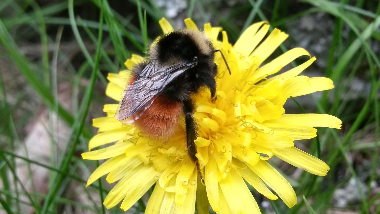 Bees and Ben Lawers | National Trust for Scotland