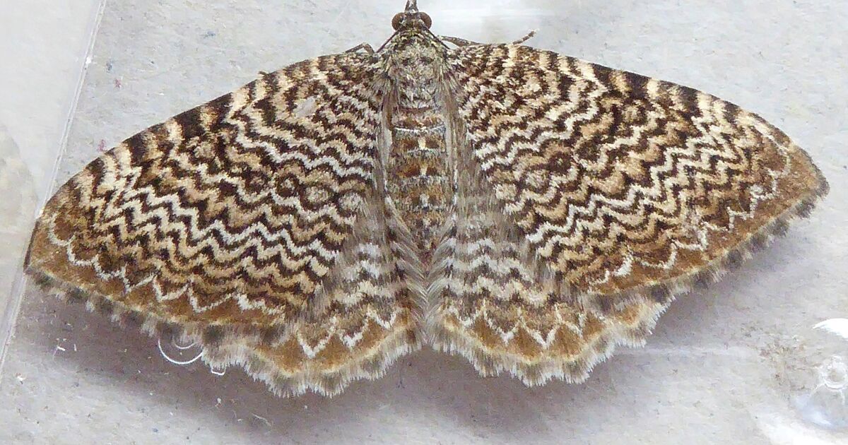 Scallop shell moth beds in at Inverewe | National Trust for Scotland