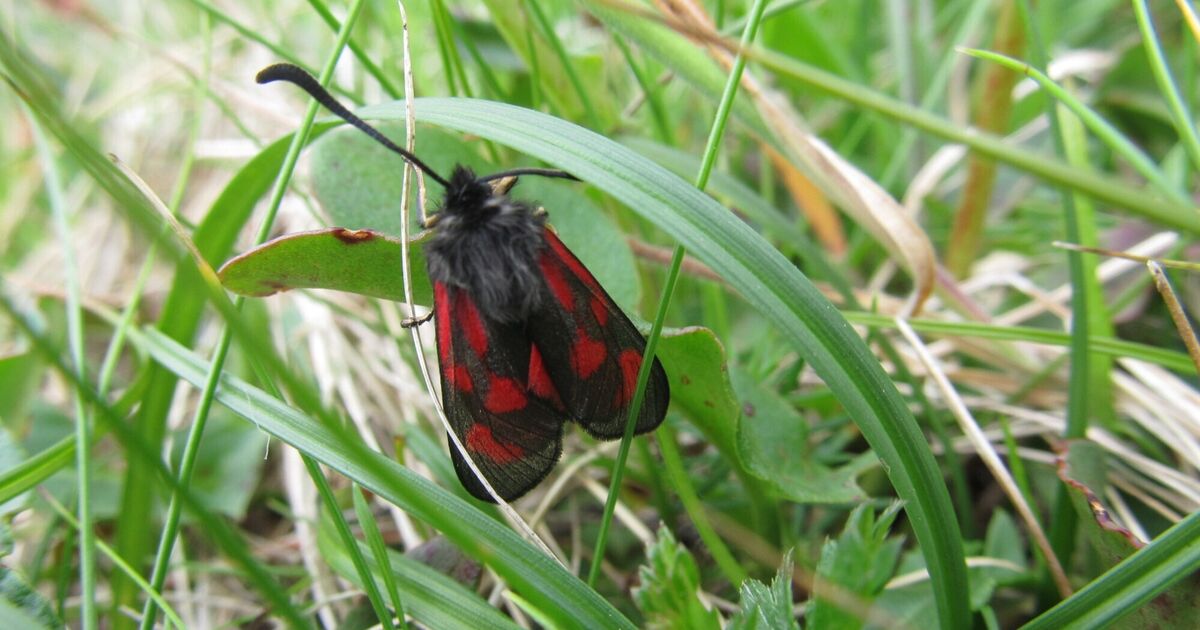 Burg’s beautiful slender Scotch burnet… | National Trust for Scotland