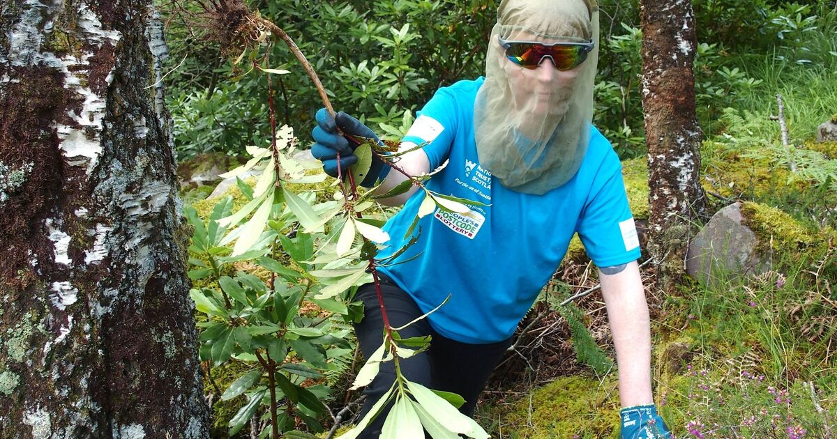 Nationwide effort to wipe out… | National Trust for Scotland