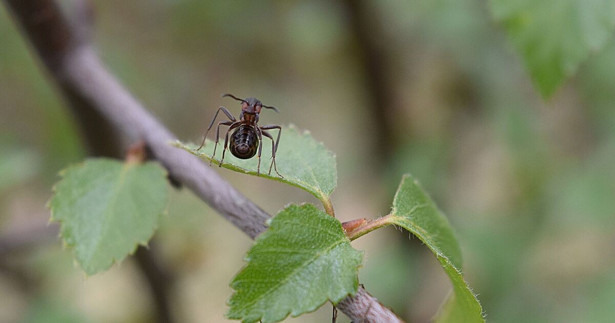 Small but significant – saving the… | National Trust for Scotland