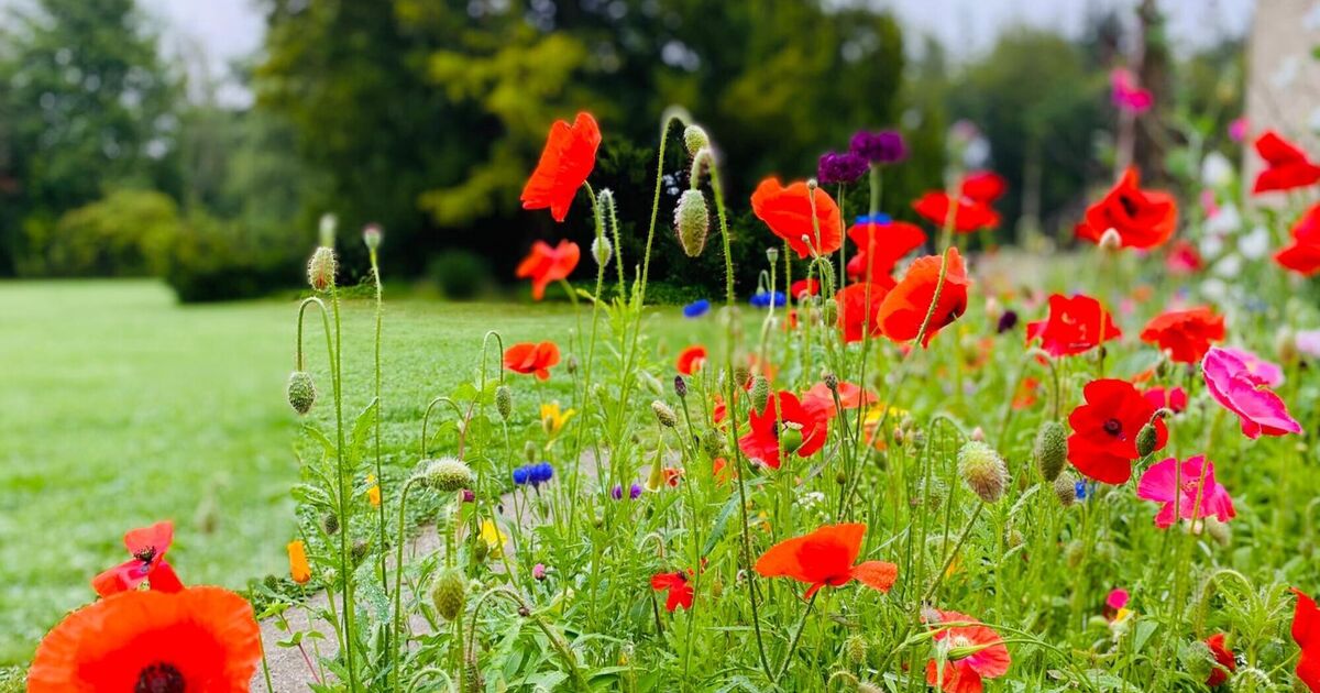 New meadow planting is a sensory… | National Trust for Scotland