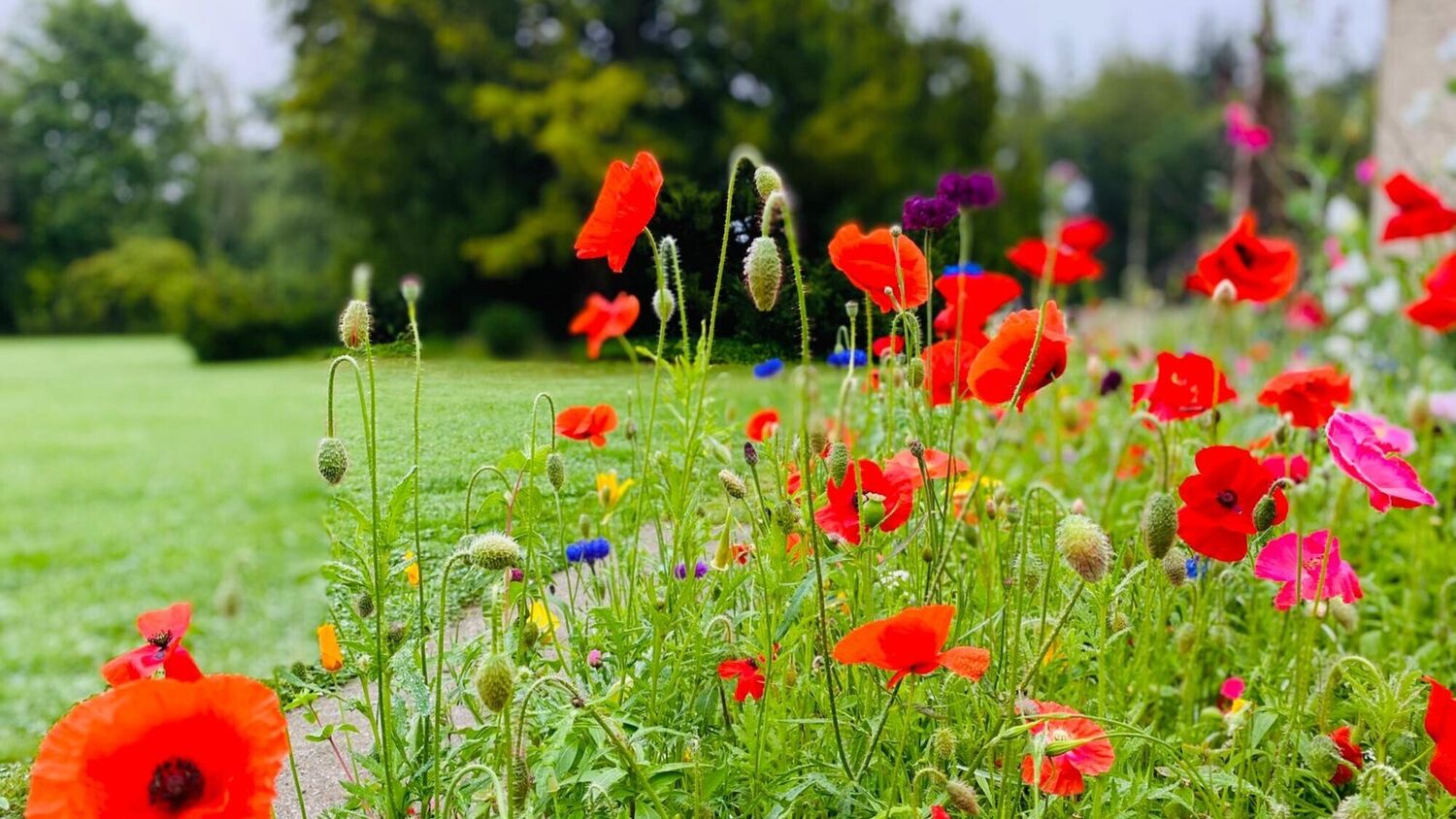 New meadow planting is a sensory… | National Trust for Scotland