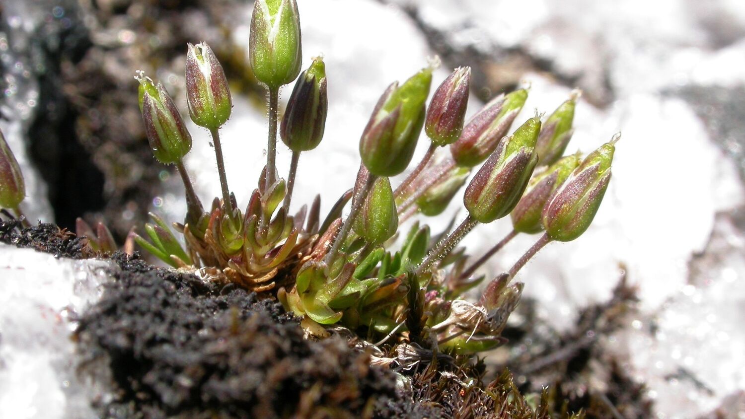 Mountain sandwort in decline on Ben… | National Trust for Scotland