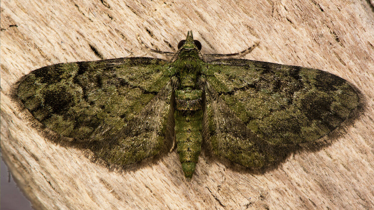 First sighting of special moth in over… | National Trust for Scotland