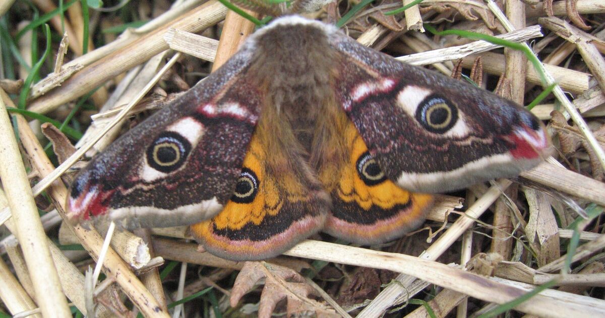 Moths of Ben Lawers | National Trust for Scotland