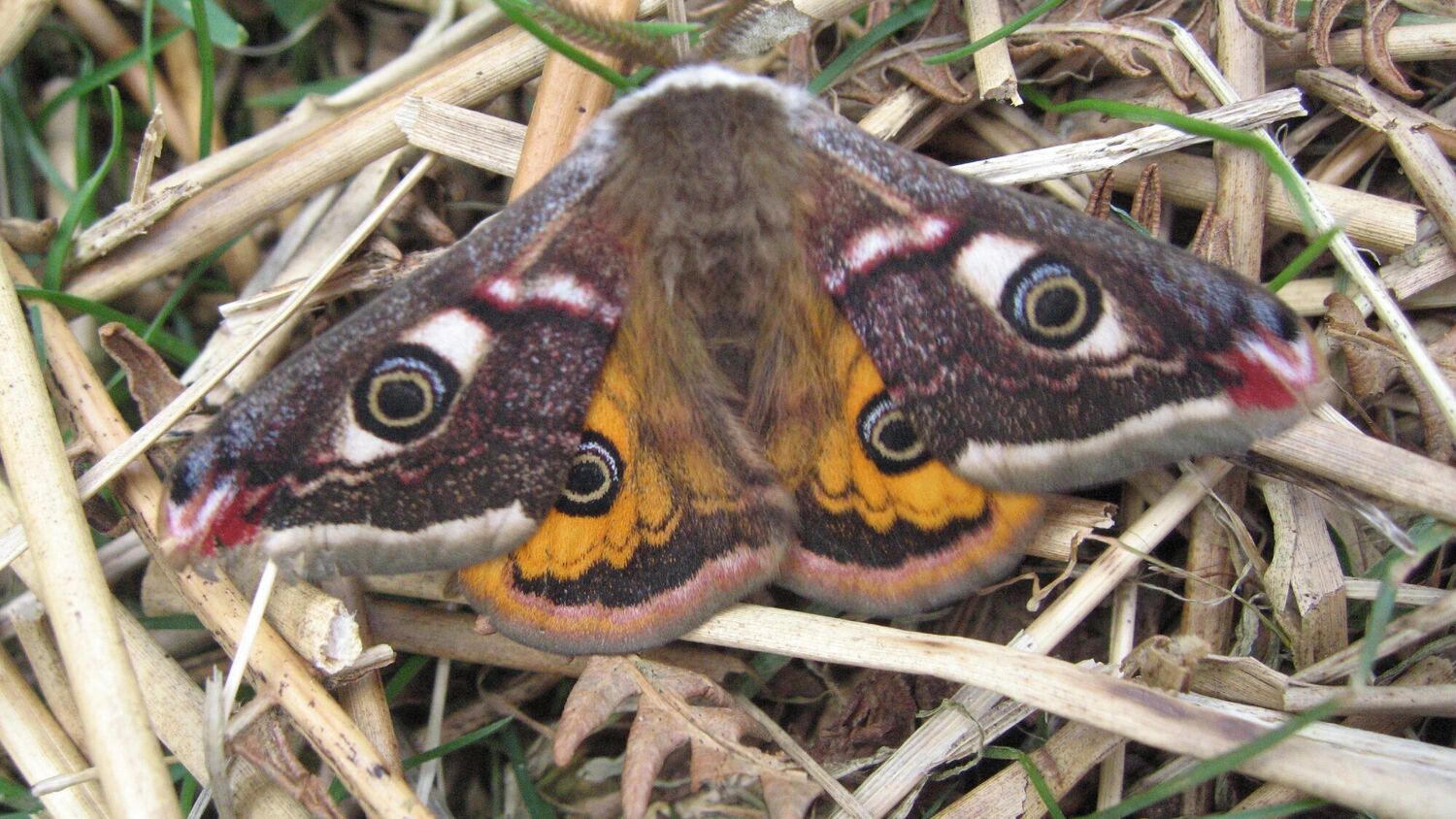 Moths of Ben Lawers | National Trust for Scotland