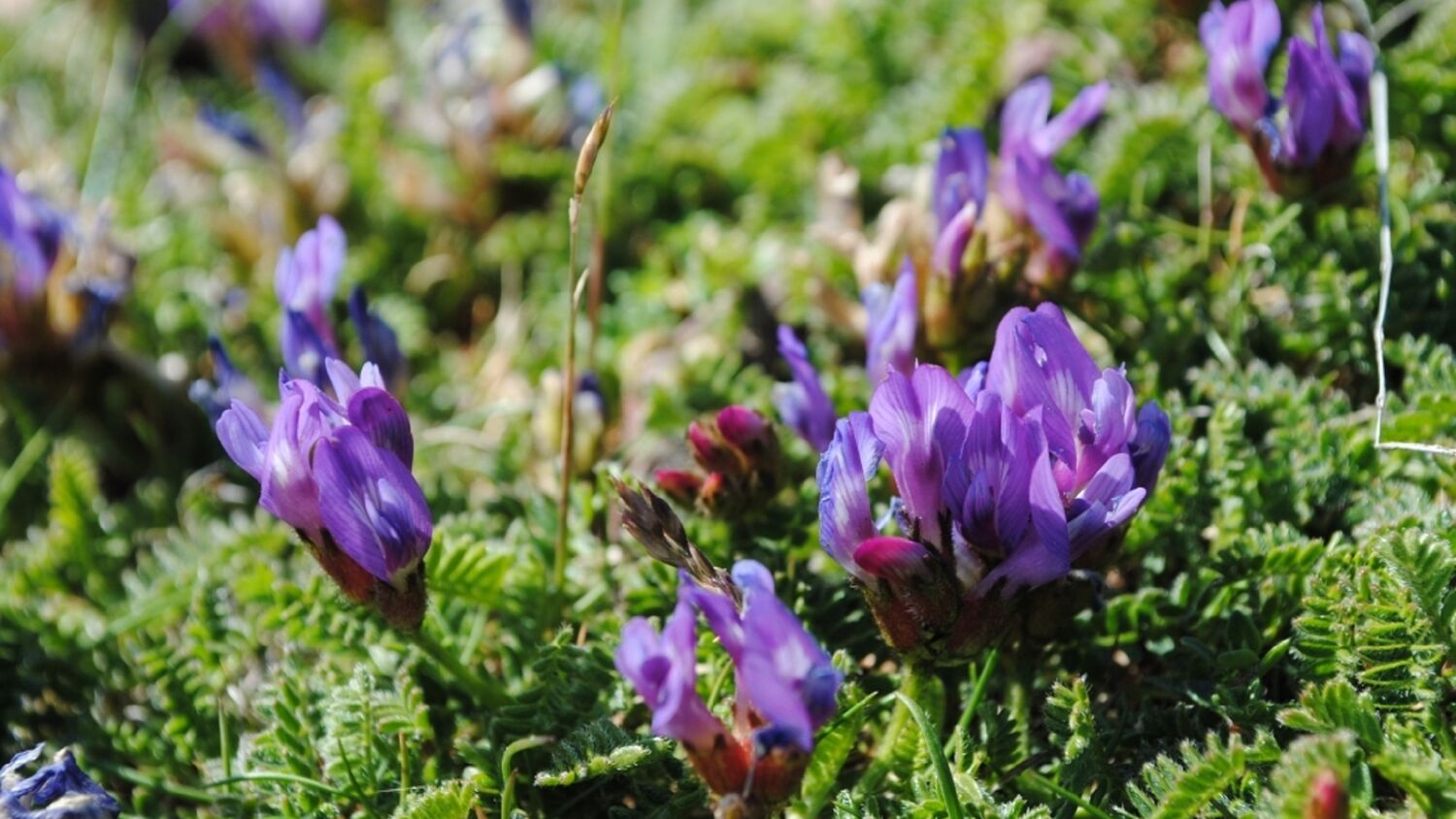 Blooming gorgeous: purple milk-vetch | National Trust for Scotland