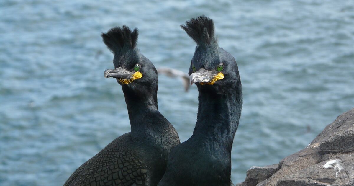 Creature feature: shag | National Trust for Scotland