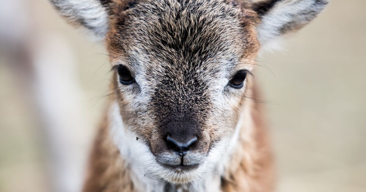 Baby Big 5 ... and friends | National Trust for Scotland