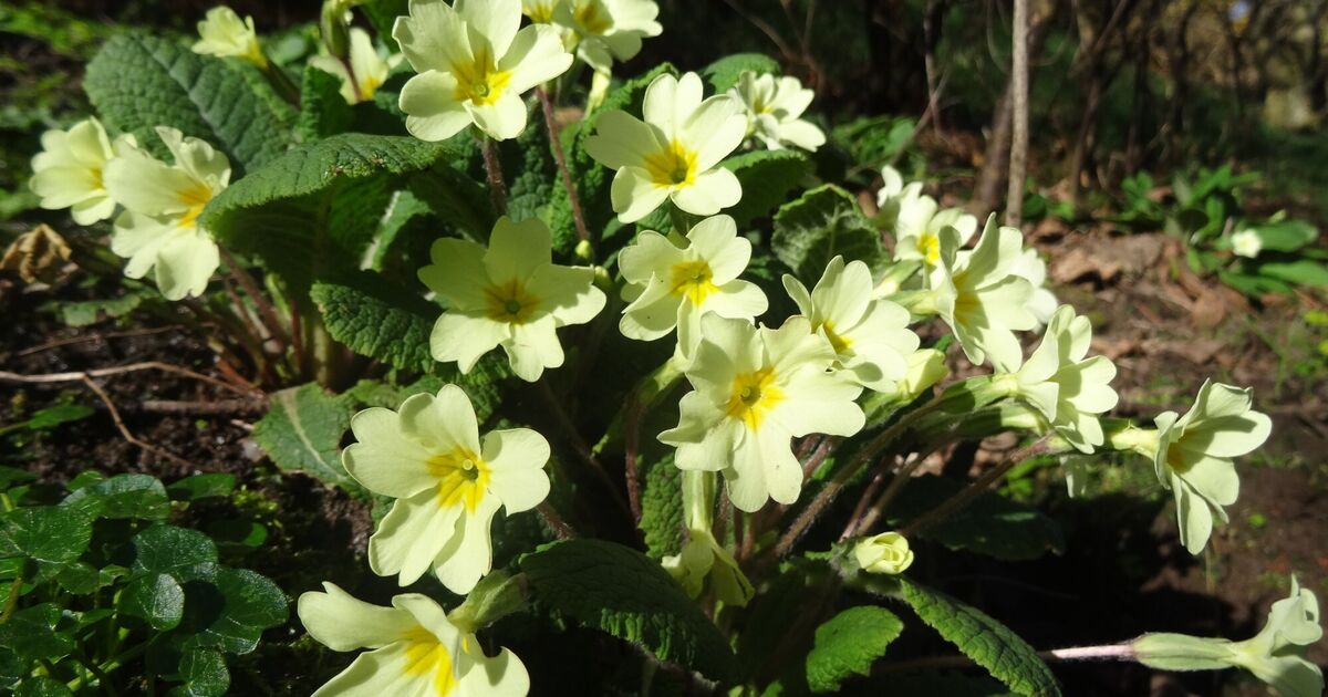 Blooming gorgeous: primrose | National Trust for Scotland