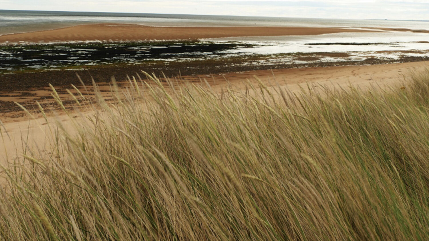 Welcome news on Coul Links | National Trust for Scotland