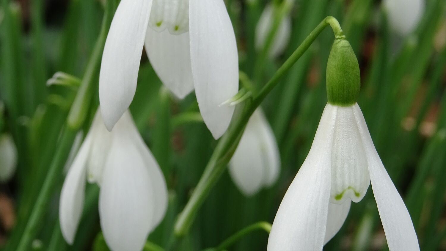Blooming gorgeous: snowdrops | National Trust for Scotland